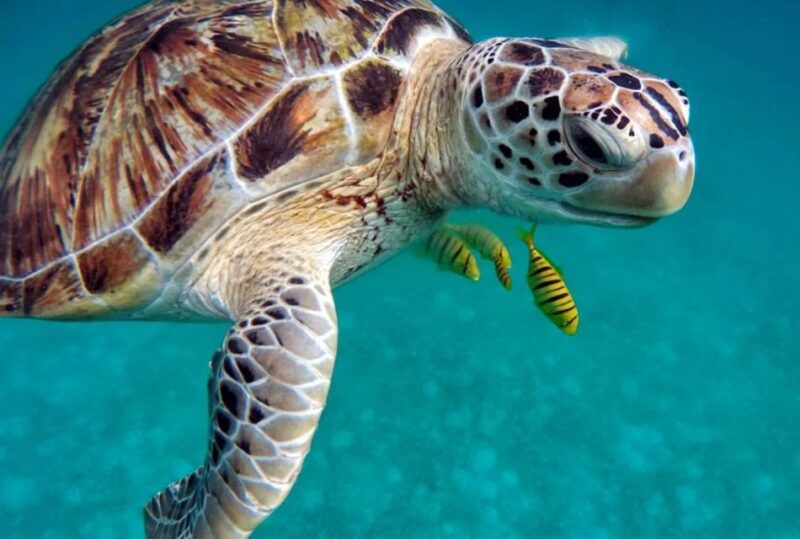 San Domino, Tremiti: guided snorkeling tour - Who Should Consider This Tour?