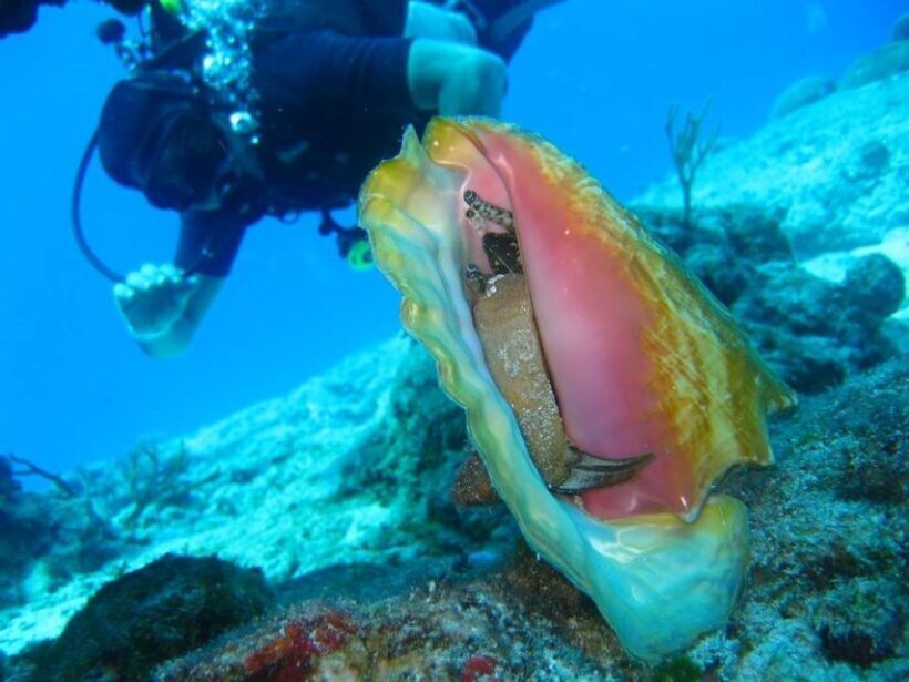San Domino, Tremiti: try scuba, first diving experience - What Makes This Tour Stand Out