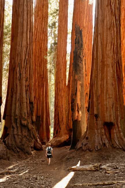 San Francisco: 2-Day Tour to Los Angeles with Parks - The Experience and Traveler Feedback