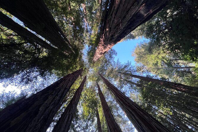 San Francisco Bay Cruise, Muir Woods and Sausalito Combo Tour - A Detailed Look at the Tour Experience