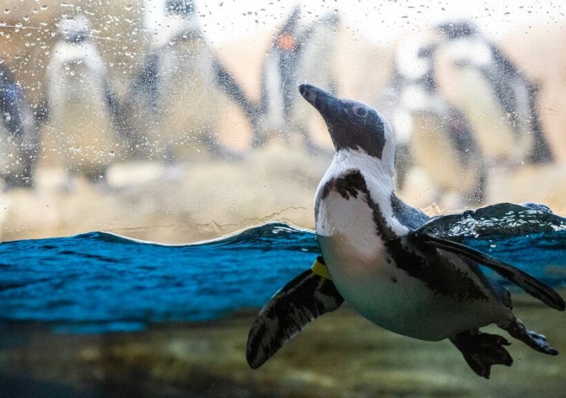 San Francisco: California Academy of Sciences Entry Ticket - What We Love and What to Watch Out For