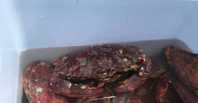 San Francisco: Crab & Cook under the Golden Gate Bridge - Key Points