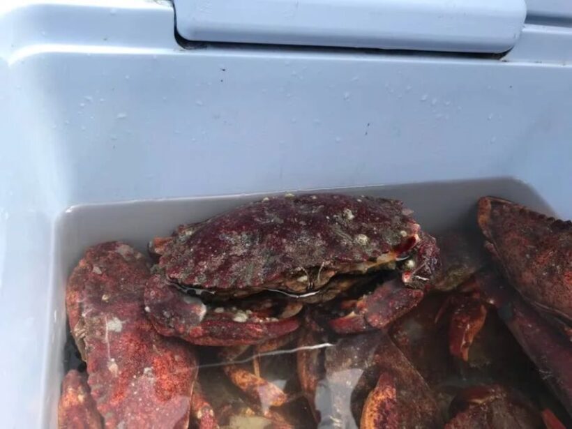 San Francisco: Crab & Cook under the Golden Gate Bridge - Who Will Enjoy This Experience?