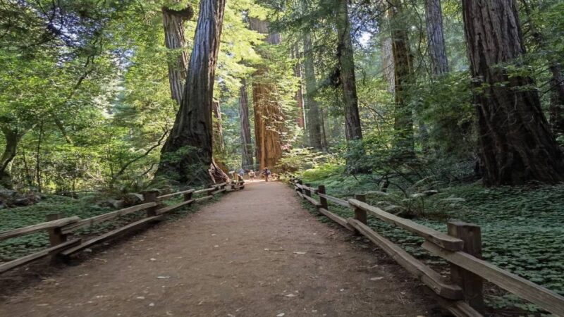 San Francisco: Full-Day City Tour w/ Muir Woods & Sausalito - The Practical Side: Logistics and Value