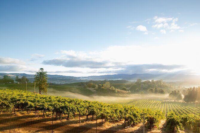 San Francisco: Full Day Coastal Redwoods & Wine Country Tour - Authentic Insights from Travelers