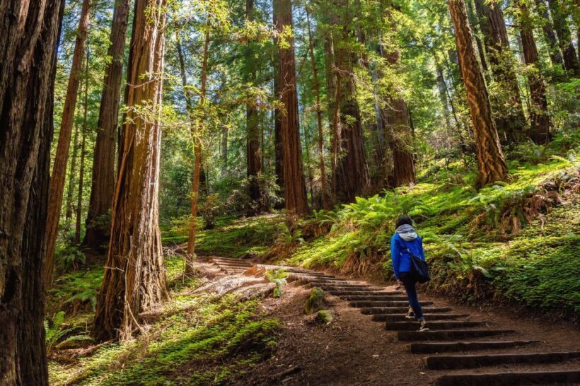 San Francisco Golden Gate Sausalito Muir Woods Private Tour - Value and Practicalities