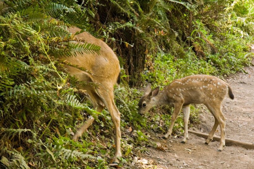 San Francisco Golden Gate Sausalito Muir Woods Private Tour - FAQs