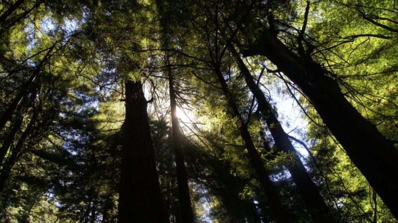 San Francisco: Guided Coastal Redwoods & Wine Country Tour - What’s Included and What to Budget For