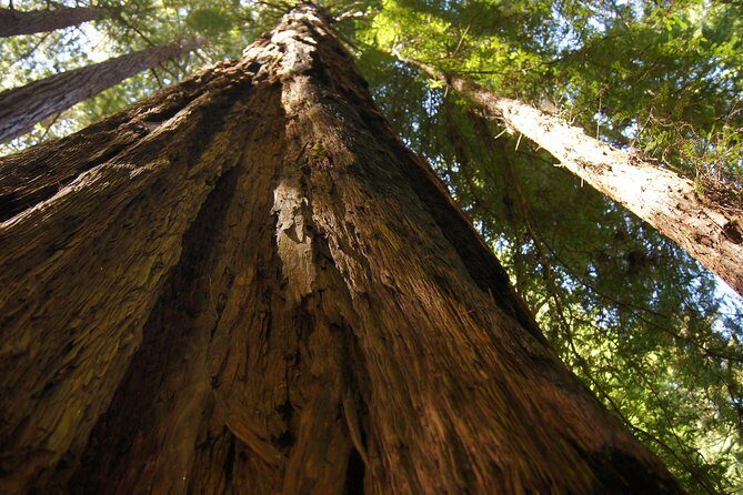 San Francisco: Guided Muir Woods Tour & Hop-on Hop-off Bus Tour - Final Words