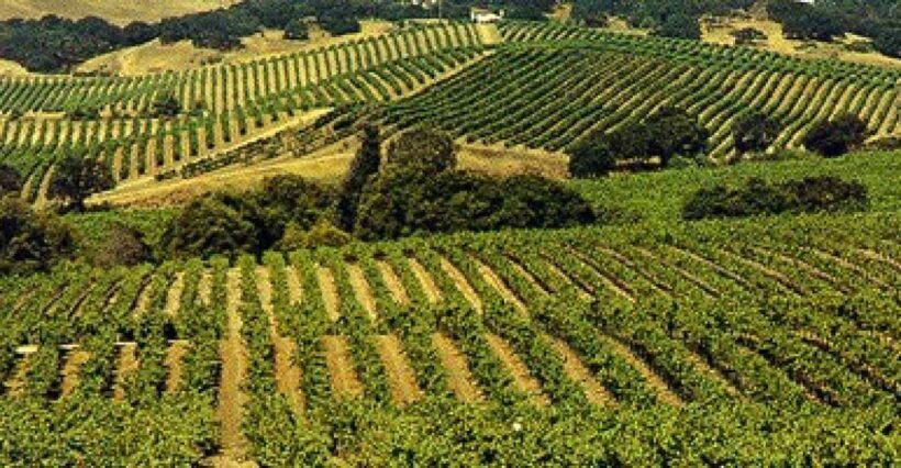 San Francisco: Half-Day Wine Country Tour with Wine Tastings - Key Points