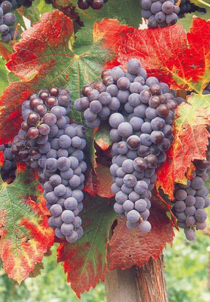 San Francisco: Half Day Wine Tour & Hop-On Hop-Off City Tour - Authentic Experiences and Guest Insights