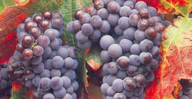 San Francisco: Half Day Wine Tour & Hop-On Hop-Off City Tour - The Two-Day Hop-On Hop-Off City Tour