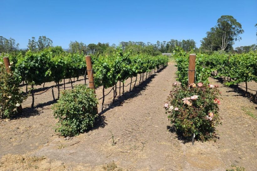 San Francisco: Half-Day Wine Tour with 2 Tastings Included - The Sum Up: Is This Tour Right for You?