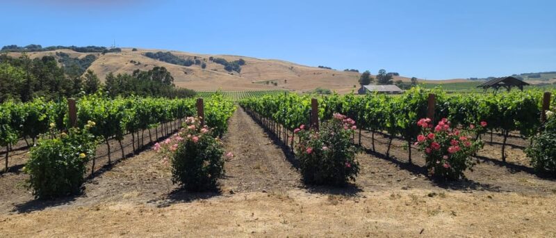 San Francisco: Half-Day Wine Tour with 2 Tastings Included - The Sum Up: Is It Worth It?