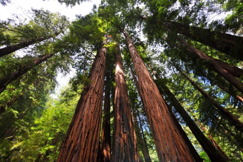 San Francisco: Hop-On Hop-Off + Muir Woods Tour - The Itinerary: What You Can Expect
