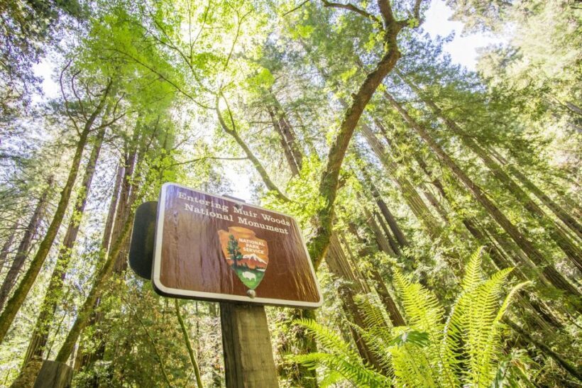 San Francisco: Muir Woods and Sausalito Experience - Transportation & Comfort