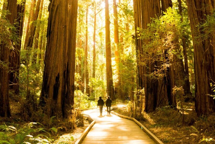 San Francisco: Muir Woods and Sausalito Experience - Final Thoughts: Who Would Love This Tour?