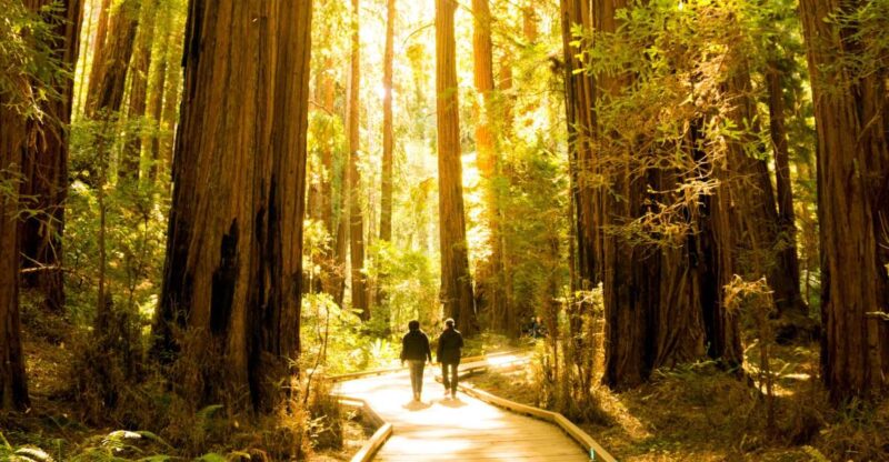 San Francisco: Muir Woods and Sausalito Experience - Transportation and Group Size
