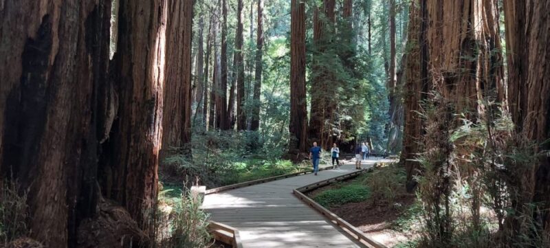 San Francisco: Muir Woods and Sausalito Small Group Tour - Final Thoughts: Who Should Consider This Tour?