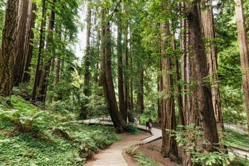 San Francisco: Muir Woods and Sausalito Small-Group Tour - An Introduction to the Tour Experience