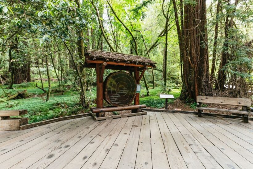 San Francisco: Muir Woods and Sausalito Small-Group Tour - What Makes This Tour Stand Out?