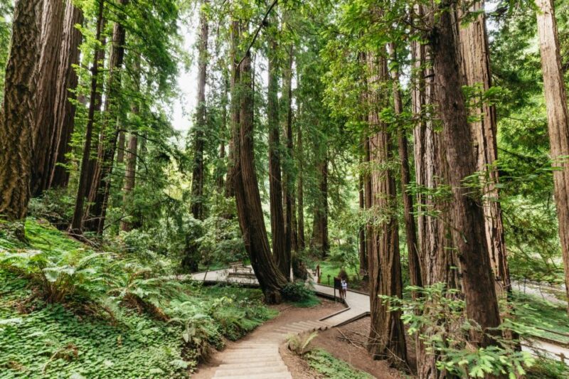 San Francisco: Muir Woods and Sausalito Small-Group Tour - The Experience: What You’ll Love
