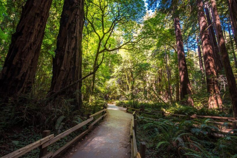 San Francisco: Muir Woods, San Francisco and Sausalito Tour - The Itinerary Breakdown
