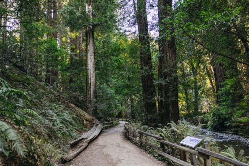San Francisco: Muir Woods, Sausalito and SF Bay Cruise - Who Is This Tour Best For?