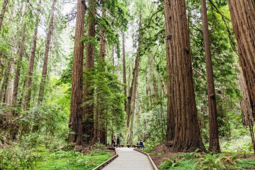 San Francisco: Muir Woods & Sausalito Tour with Ferry Option - FAQs
