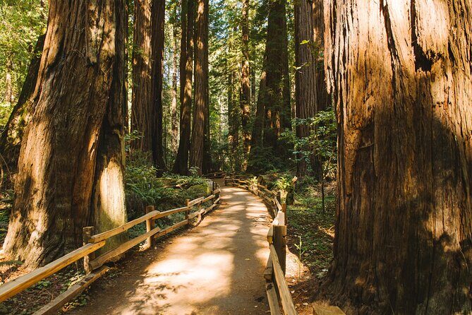 San Francisco Muir Woods Tour and Bike The Golden Gate Bridge - Muir Woods: A Towering Redwoods Experience