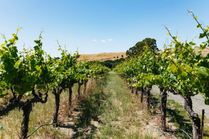 San Francisco: Napa and Sonoma Valley Wine Tour - Overview of the Experience