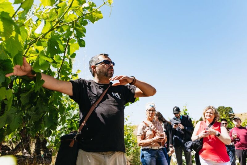 San Francisco: Napa and Sonoma Valley Wine Tour - The Sum Up