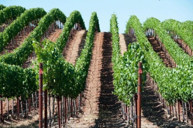 San Francisco: Napa Valley Half-Day Wine Tour with Tastings - FAQs