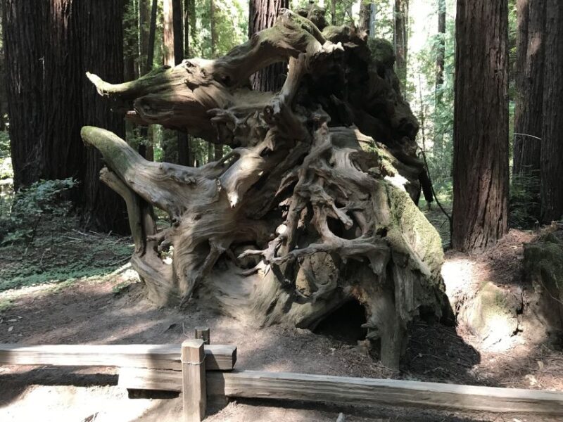 San Francisco: Private Muir Woods and Sausalito Tour - The Detailed Itinerary
