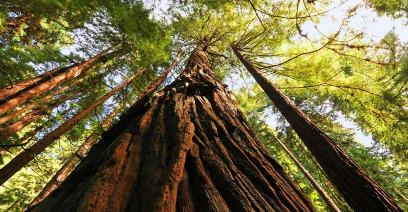 San Francisco: Private Muir Woods and Sausalito Tour - What Makes This Tour Stand Out