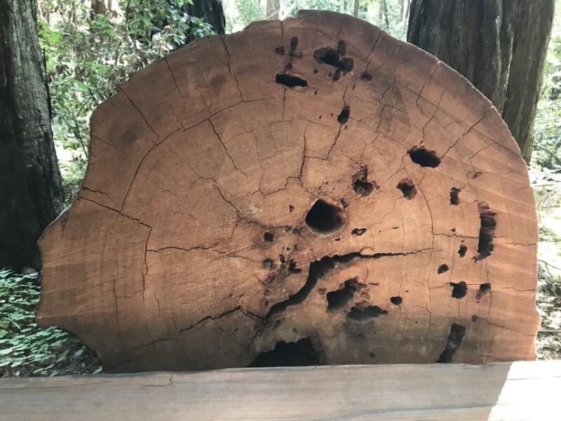 San Francisco: Private Muir Woods and Sausalito Tour - Practical Details and Considerations