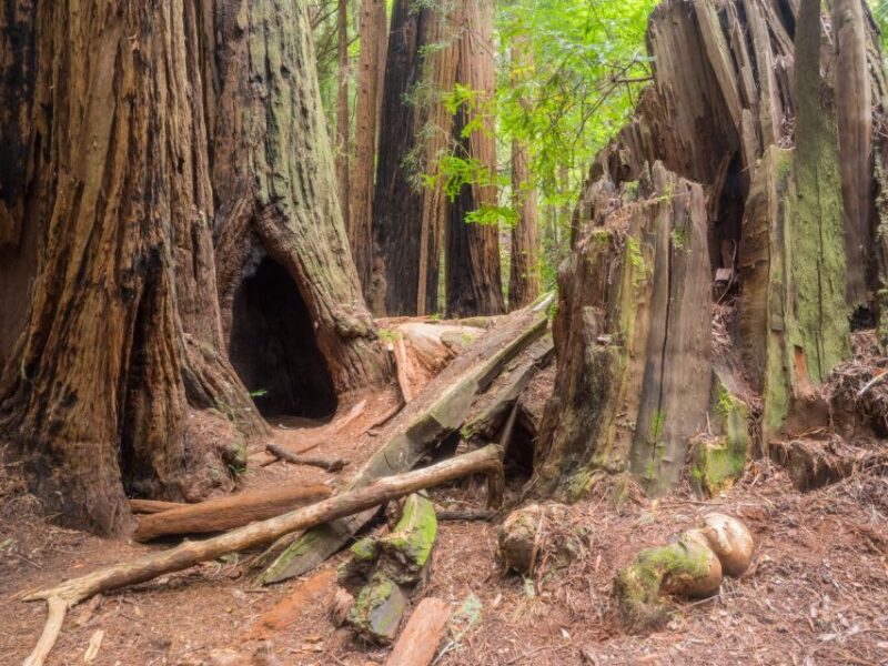 San Francisco: Private Muir Woods and Sausalito Tour - Authentic Traveler Perspectives