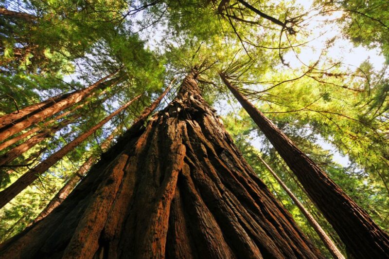 San Francisco: Private Muir Woods and Sausalito Tour - Who Will Enjoy This Tour?