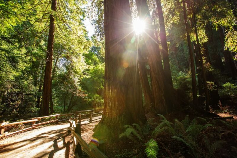 San Francisco: Private Muir Woods and Sausalito Tour - FAQ