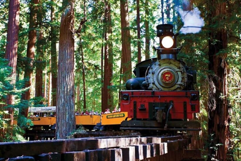 San Francisco: Redwood Forest & Santa Cruz Harbor 1-Day Trip - Transportation & Practicalities