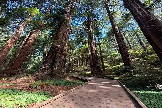 San Francisco, Redwoods & Sausalito: A Scenic Small-Group Escape - Key Points