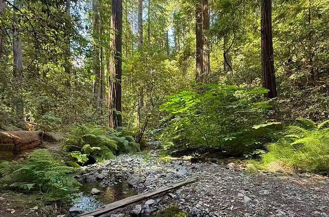 San Francisco, Redwoods & Sausalito: A Scenic Small-Group Escape - Final Thoughts