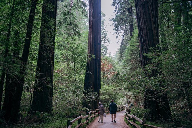 San Francisco Super Saver: Muir Woods & Wine Country w/ optional Gourmet Lunch - The Sum Up