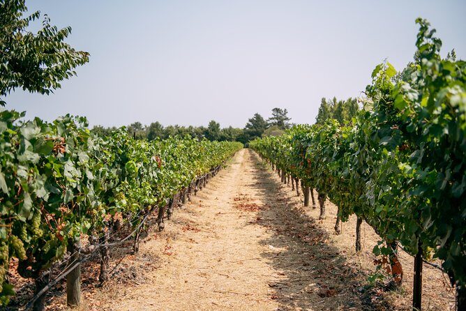 San Francisco Super Saver: Muir Woods & Wine Country w/ optional Gourmet Lunch - FAQ
