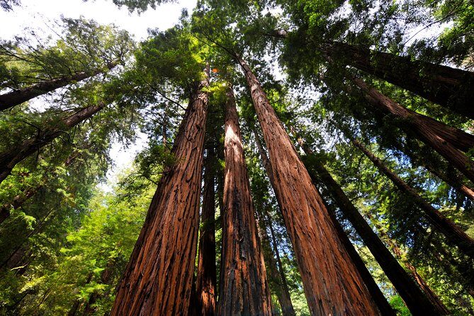 San Francisco to Muir Woods Shuttle - The Sum Up: Why This Tour is a Good Choice