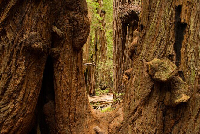 San Francisco to Muir Woods Shuttle - FAQ
