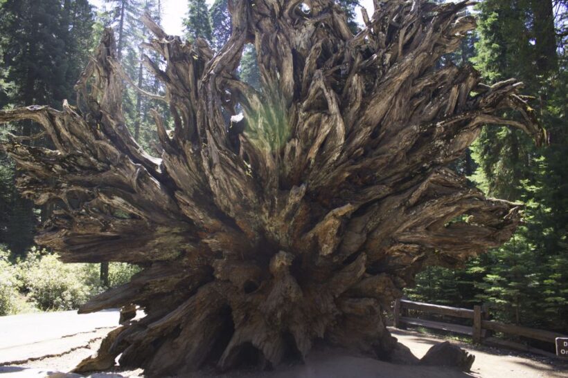 San Francisco: Yosemite, Las Vegas, Bryce & Zion, 6-Day Tour - A Deep Dive into the 6-Day Tour Experience