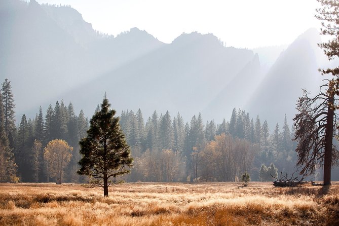 San Francisco: Yosemite National Park and Giant Sequoia Day Tour - Authentic Feedback from Travelers