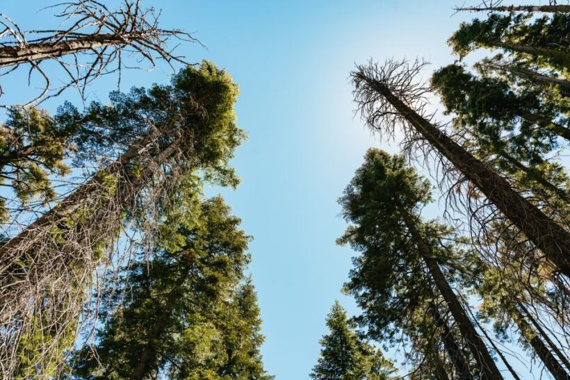 San Francisco: Yosemite National Park & Giant Sequoias Hike - The Giant Sequoia Hike: Standing Among Giants