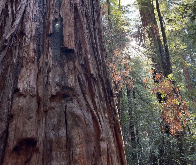 San Francisco's Wild Side, Ecotour With Meteorologist - Practicalities and What’s Included